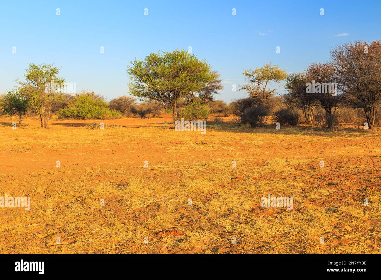Beautiful african landscape, green acacia and yellow grass. Waterberg ...