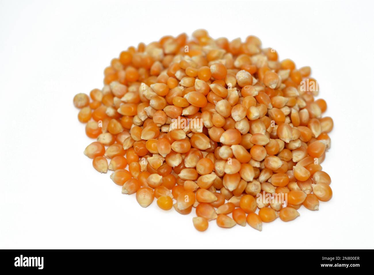 Maize or corn seeds and grains, pile of maize kernels that is used for ...