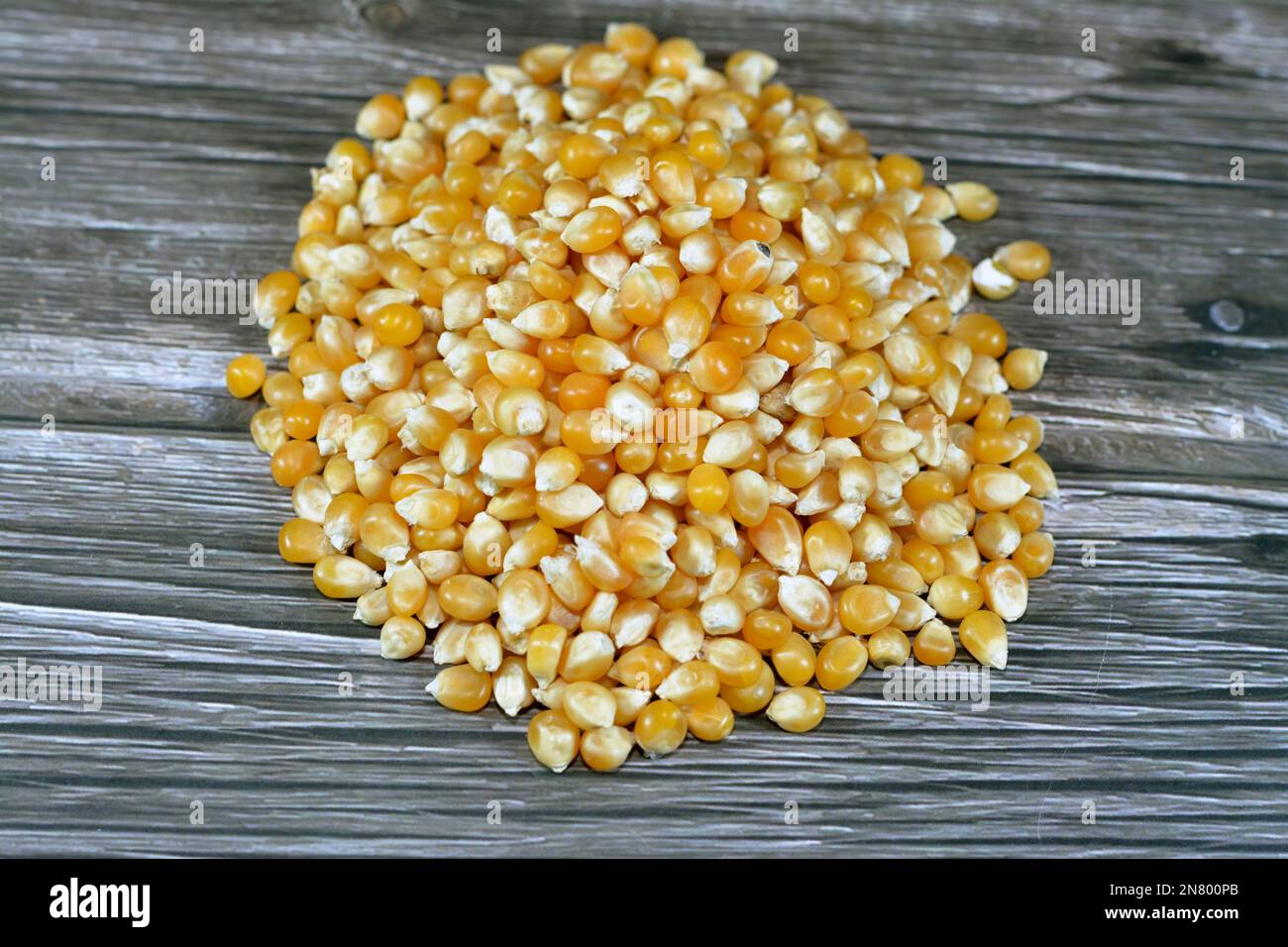 Maize or corn seeds and grains, pile of maize kernels that is used for ...