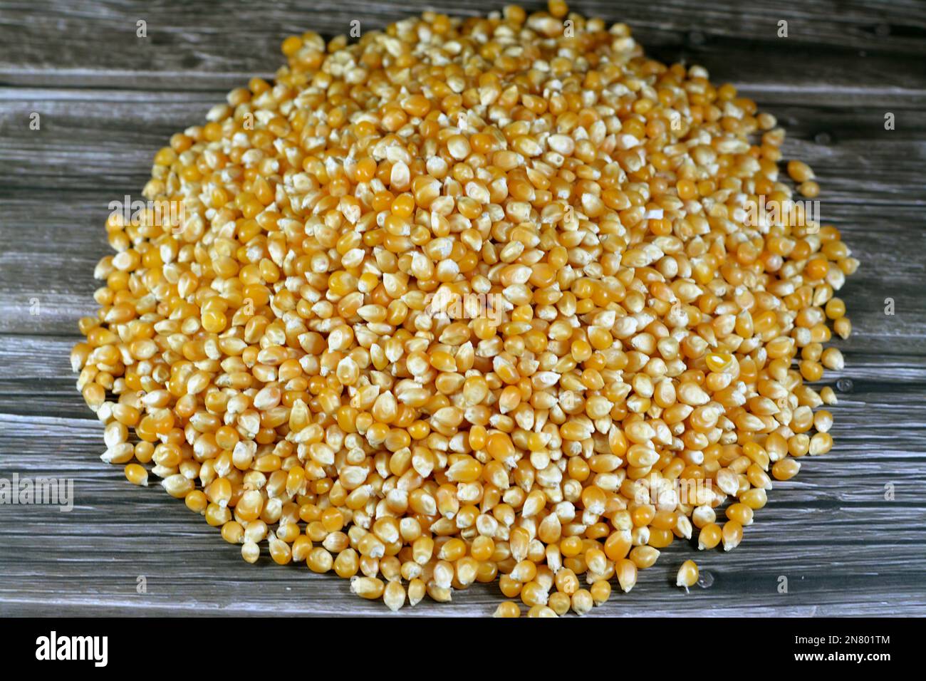 Maize or corn seeds and grains, pile of maize kernels that is used for ...