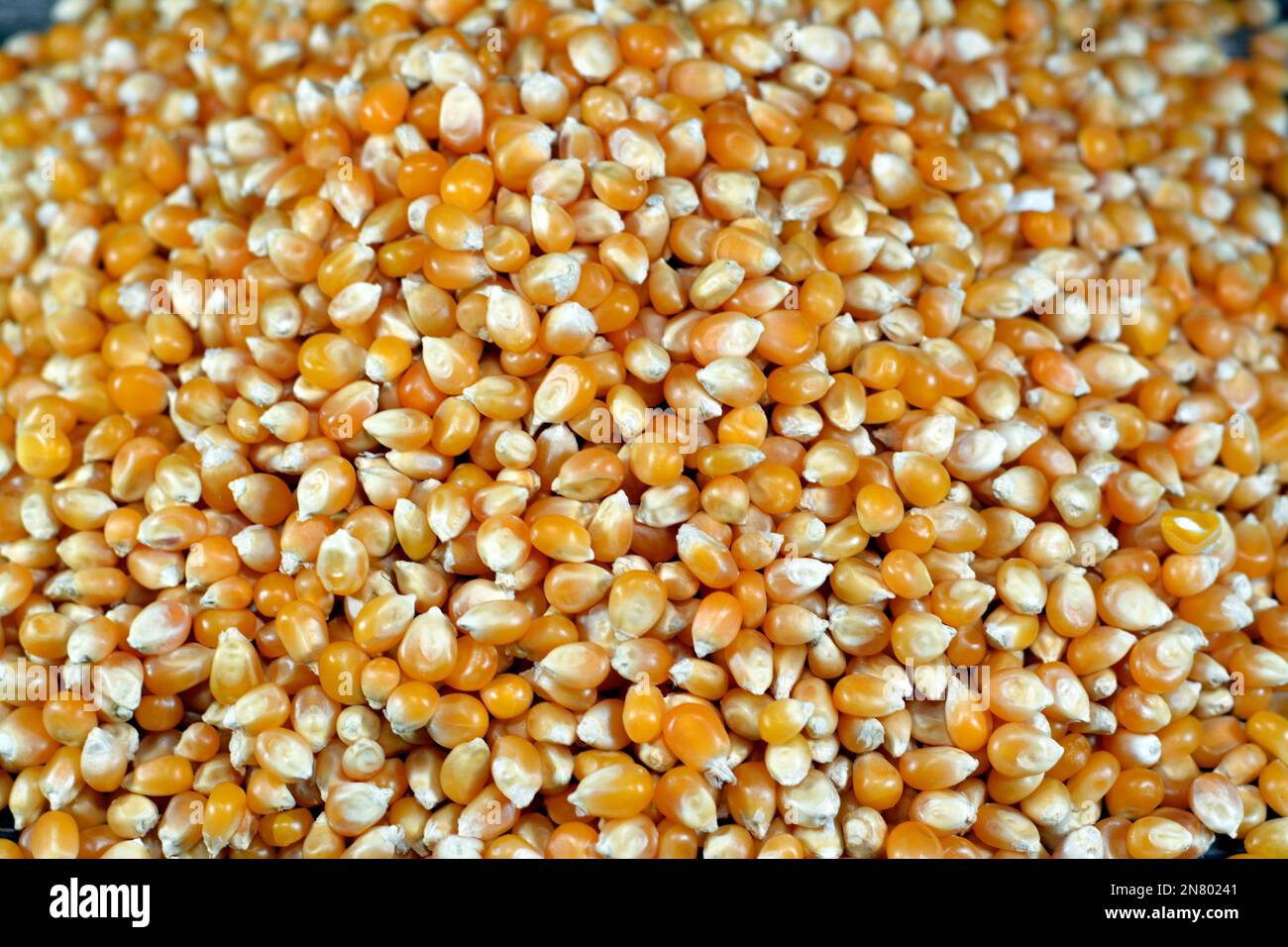 Maize or corn seeds and grains, pile of maize kernels that is used for ...