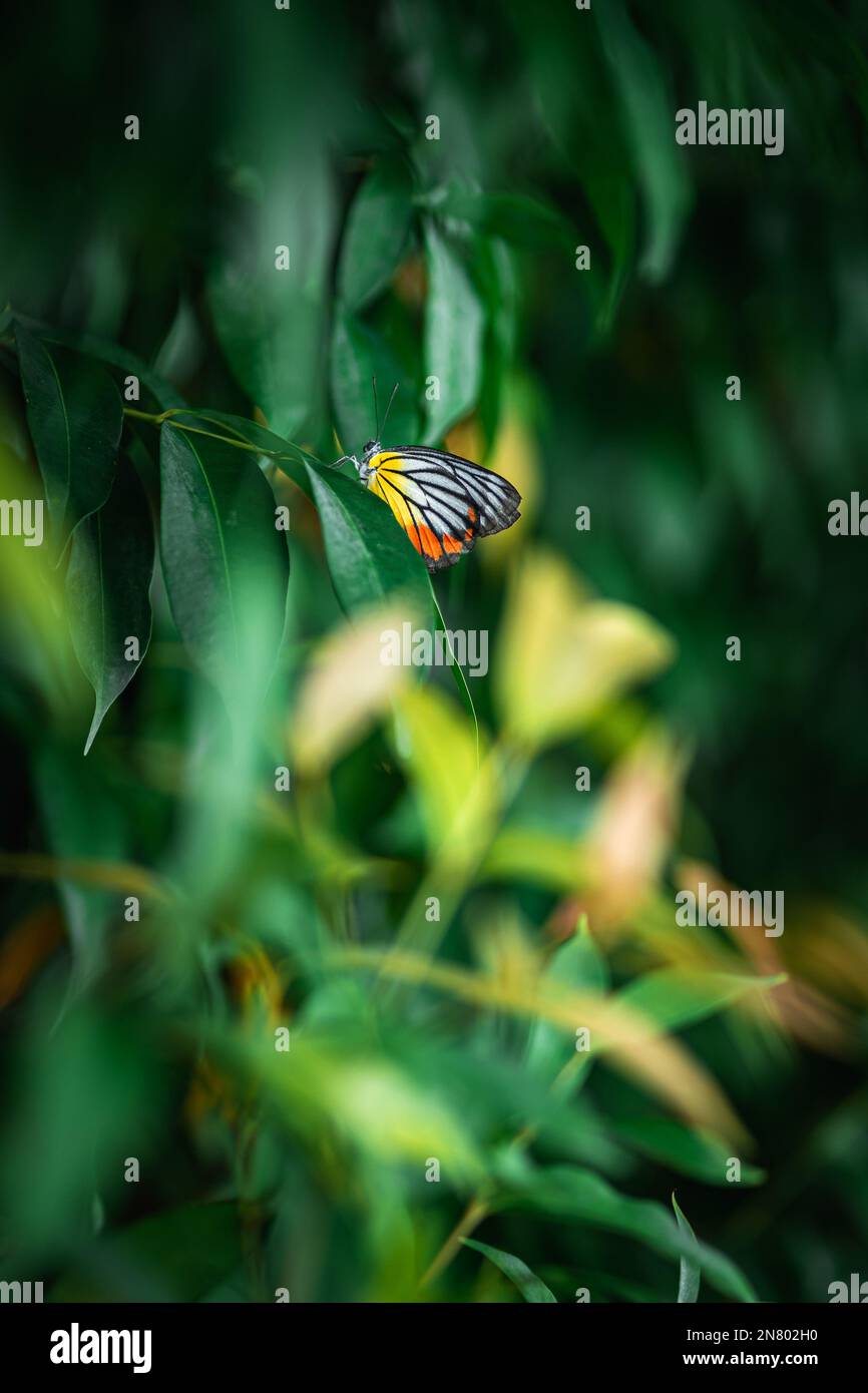 Closeup painted jezebel delias hi-res stock photography and images - Alamy