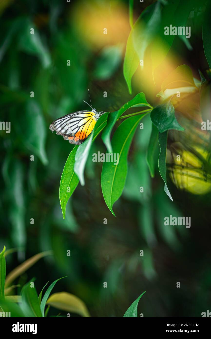 Closeup painted jezebel delias hi-res stock photography and images - Alamy