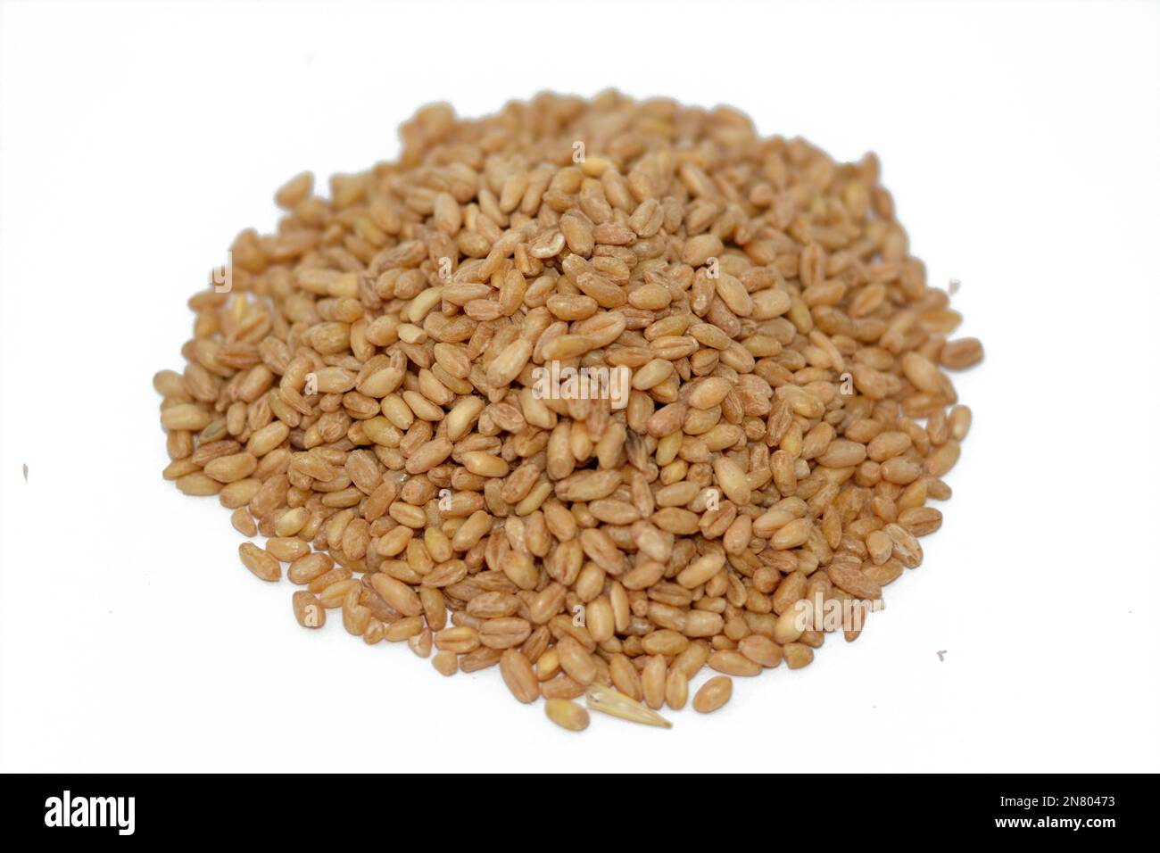 Wheat grains and seeds, grass widely cultivated for its seed, a cereal ...