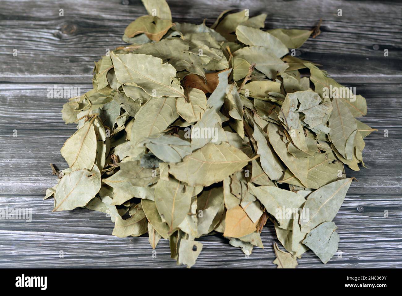 Bay laurel leaves, Laurus nobilis, an aromatic evergreen tree or large ...