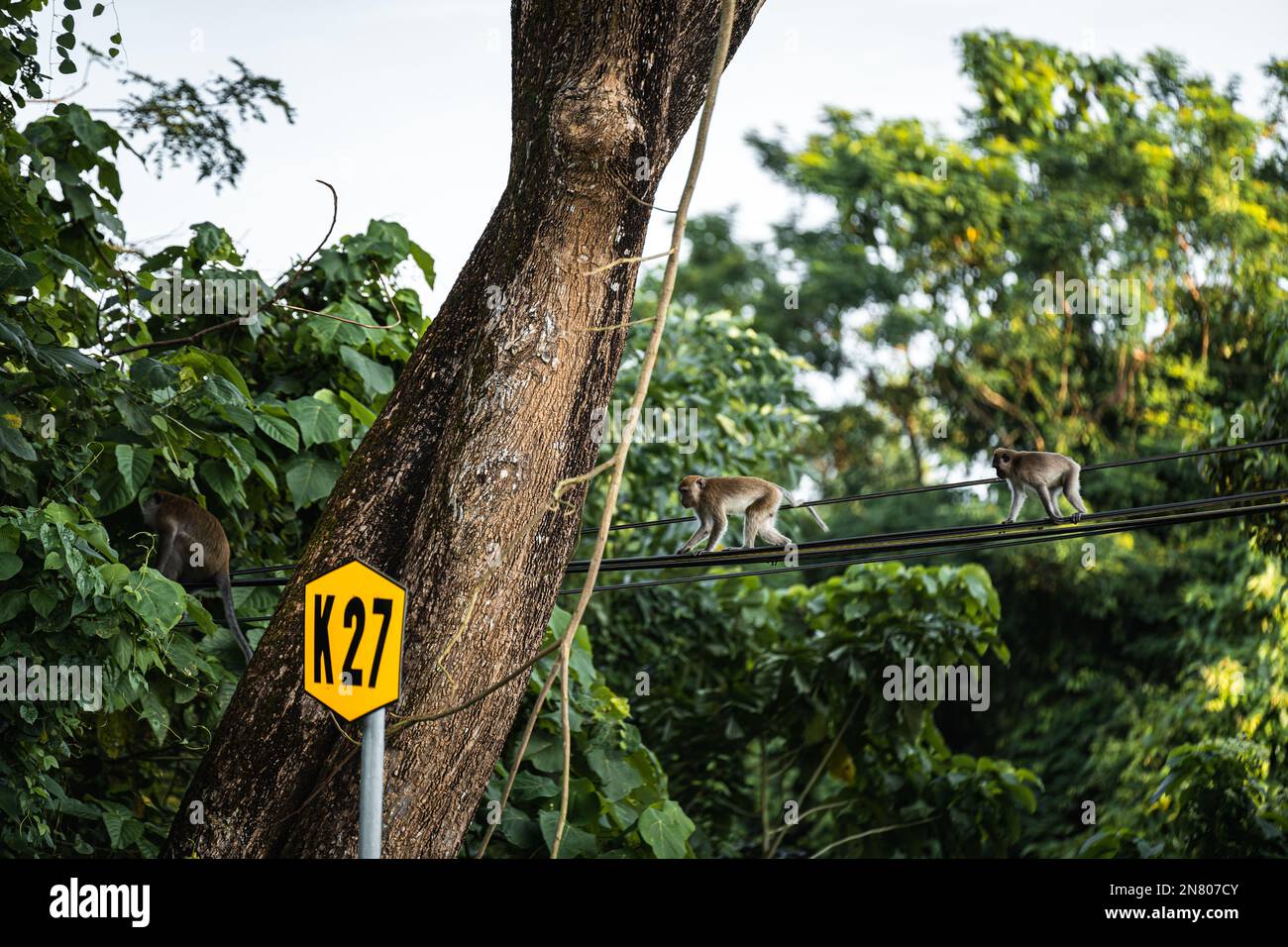 Monkeys on rope hi-res stock photography and images - Alamy