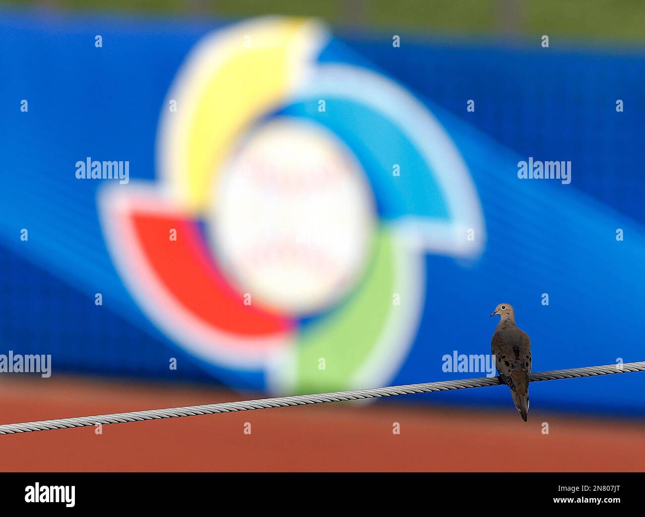 A bird sits on a wire during the Italy and Mexico World Baseball ...
