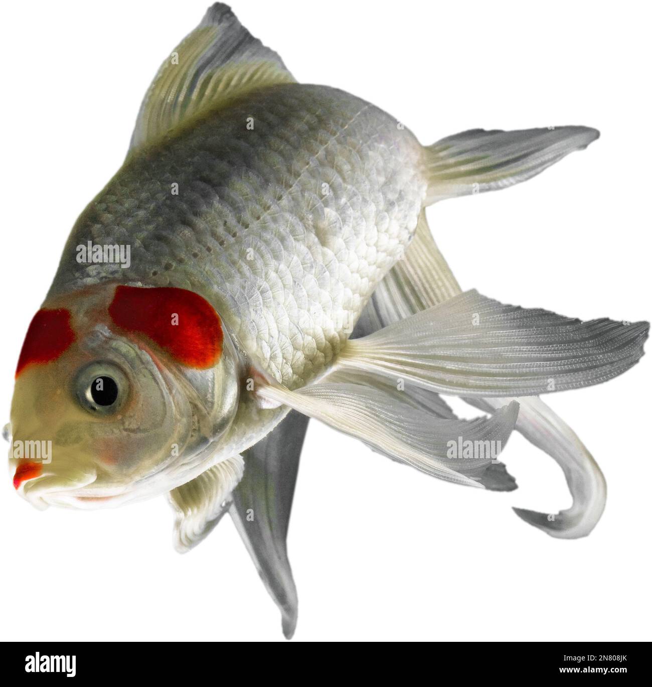 Pet fish with orange mustache looking at the viewer Stock Photo - Alamy