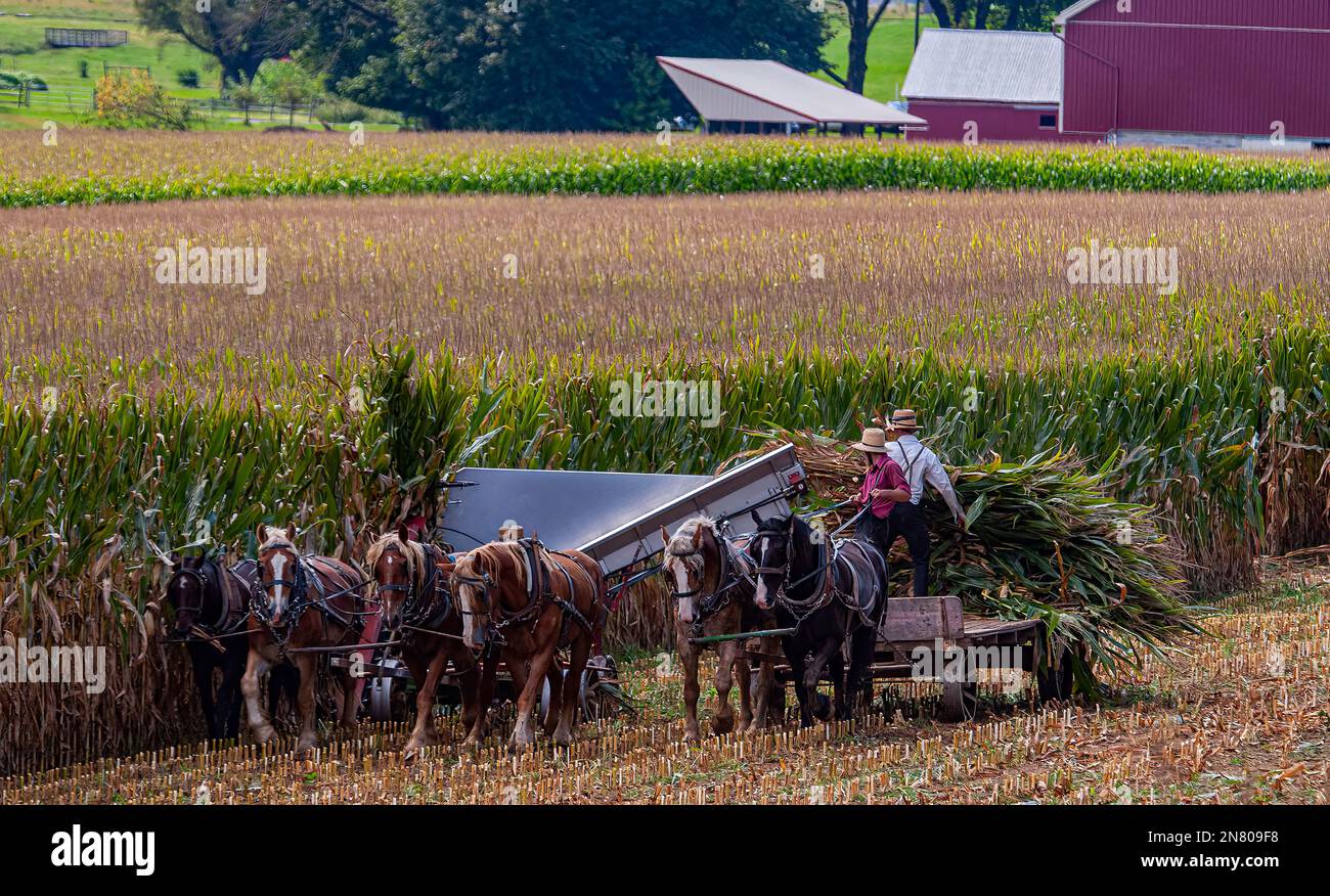A View of Amish Harvesting There Corn Using Six Horses and Three Men as ...