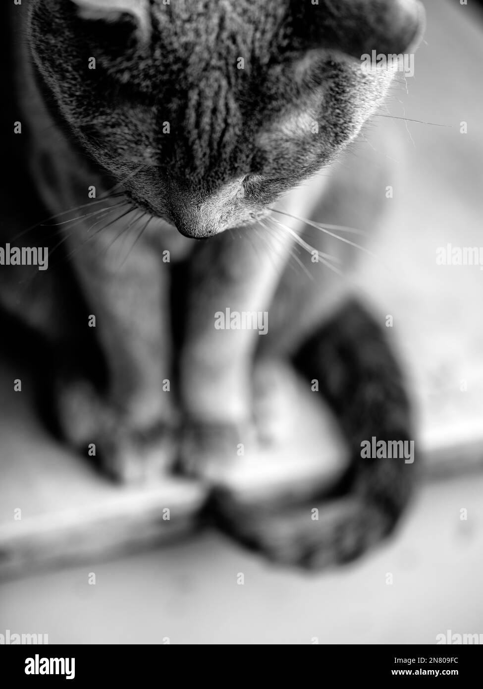 Russian Blue Cat Studio Portrait with black background Stock Photo - Alamy
