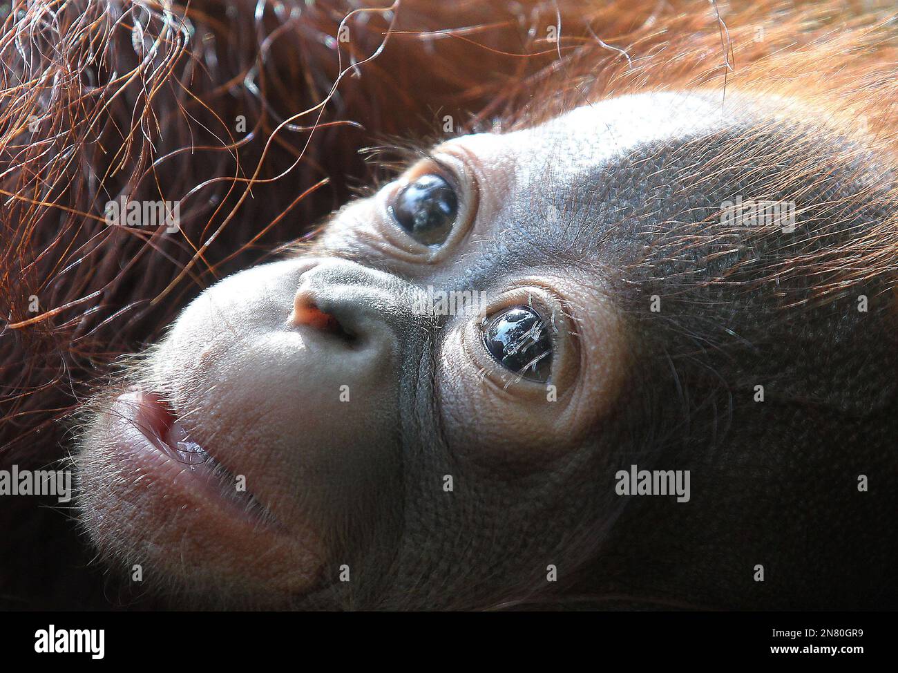 One month-old endangered Bornean Orang Utan clings on to his mother ...