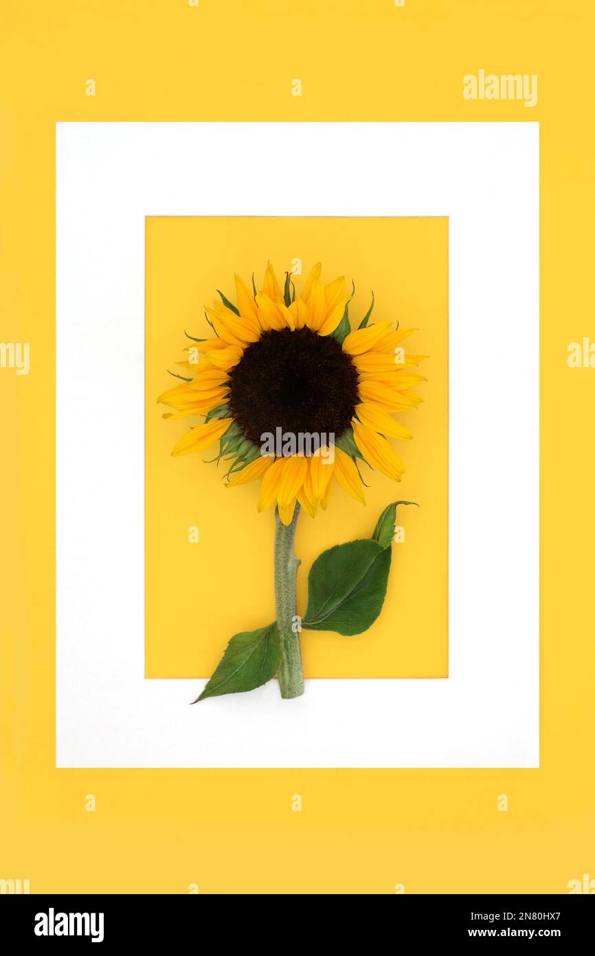 Summer sunflower sunshine abstract background border on yellow. Healthy ...