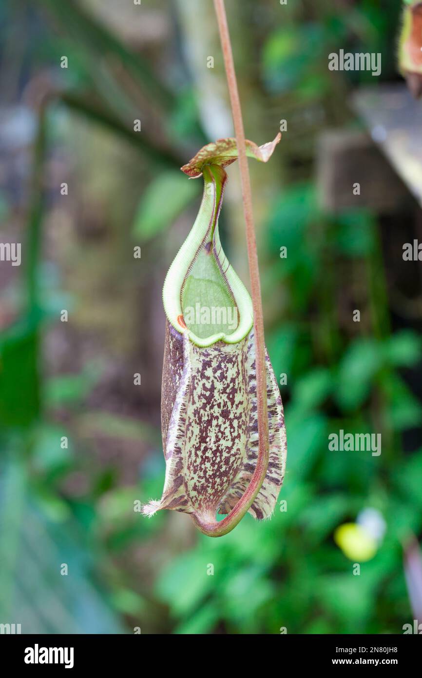 Calico flower, Aristolochia littoralis Stock Photo - Alamy