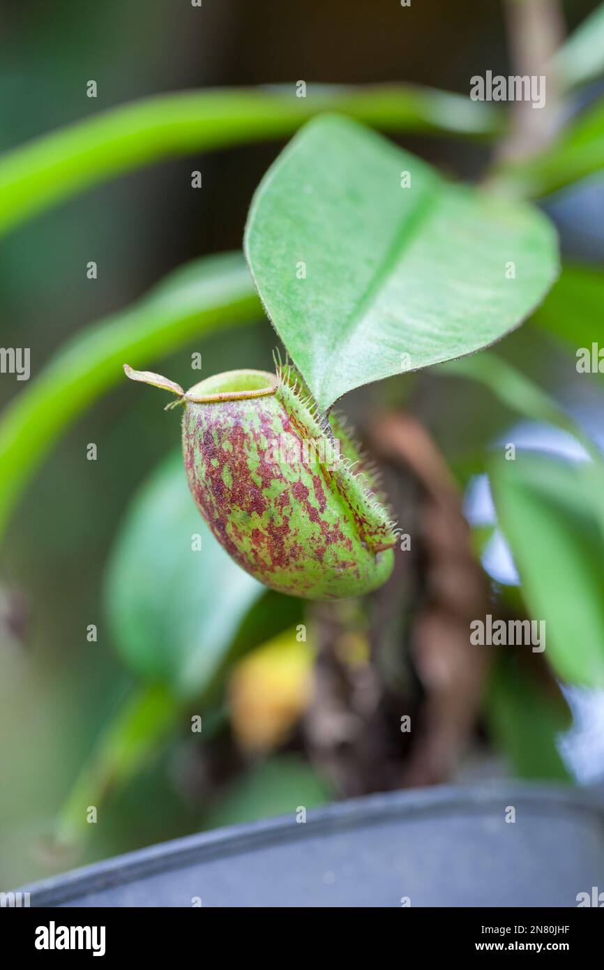 Calico flower, Aristolochia littoralis Stock Photo - Alamy