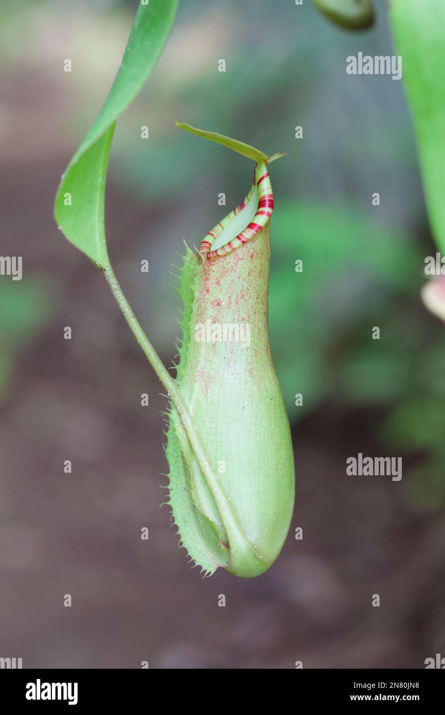 Calico flower, Aristolochia littoralis Stock Photo - Alamy