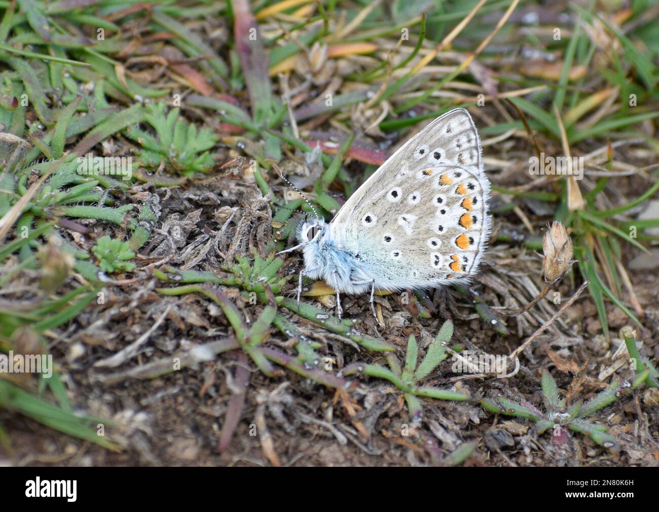 Orange wings with black dots hi-res stock photography and images - Alamy