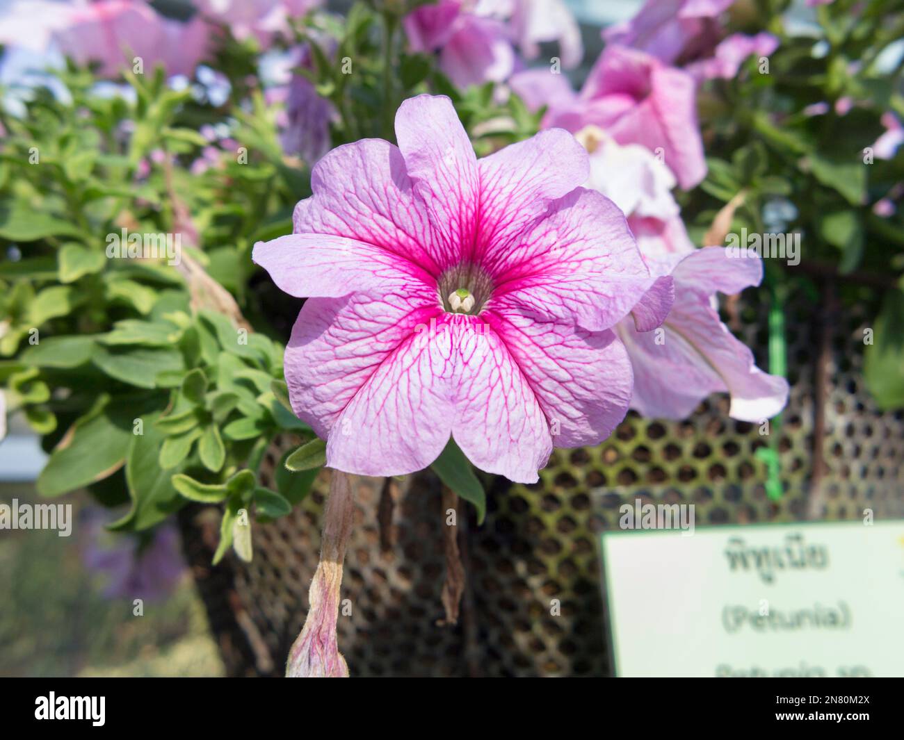 Pétunia sp hi-res stock photography and images - Alamy