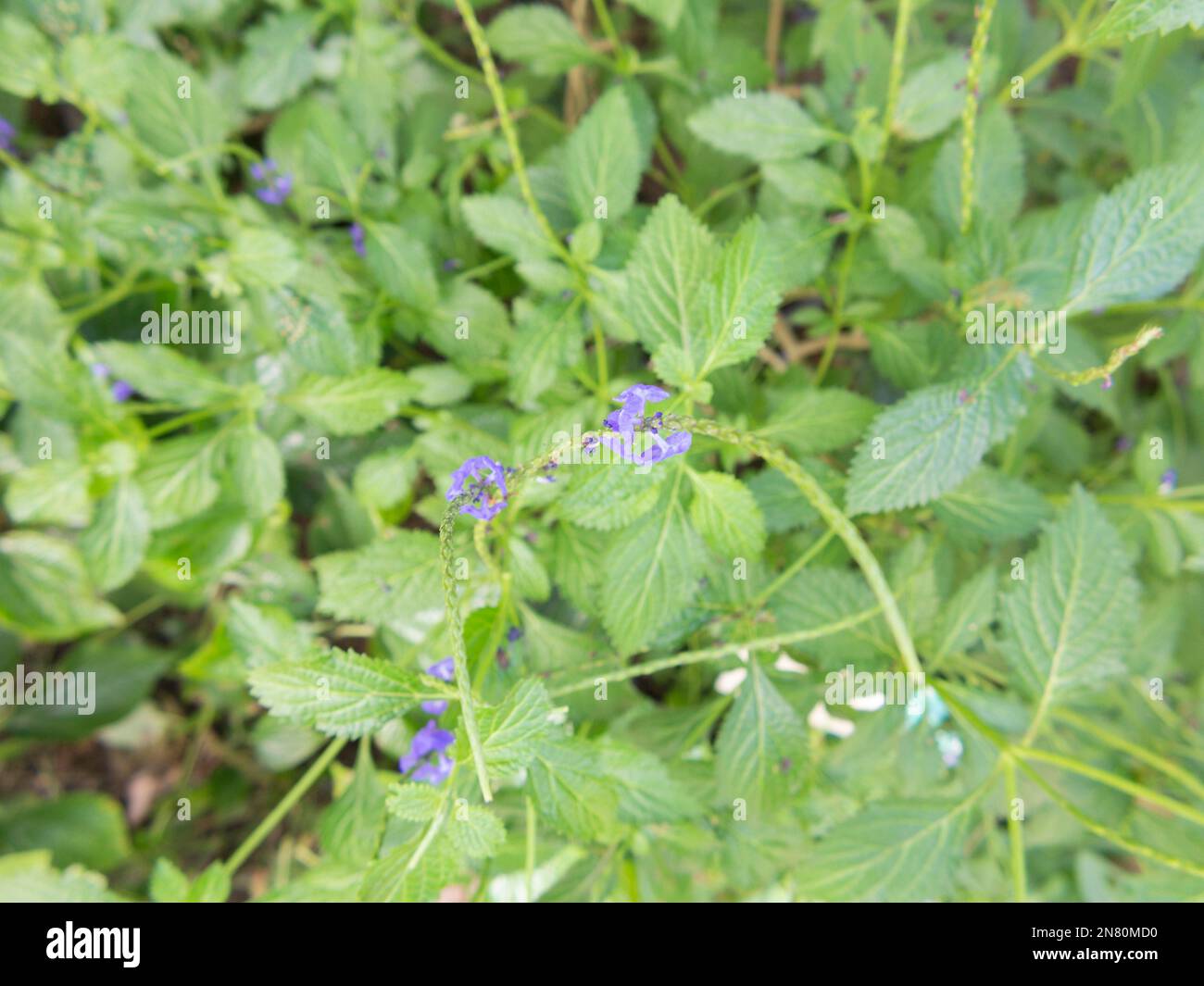 Stachytarpheta jamaicensis, Verbenaceae Stock Photo - Alamy