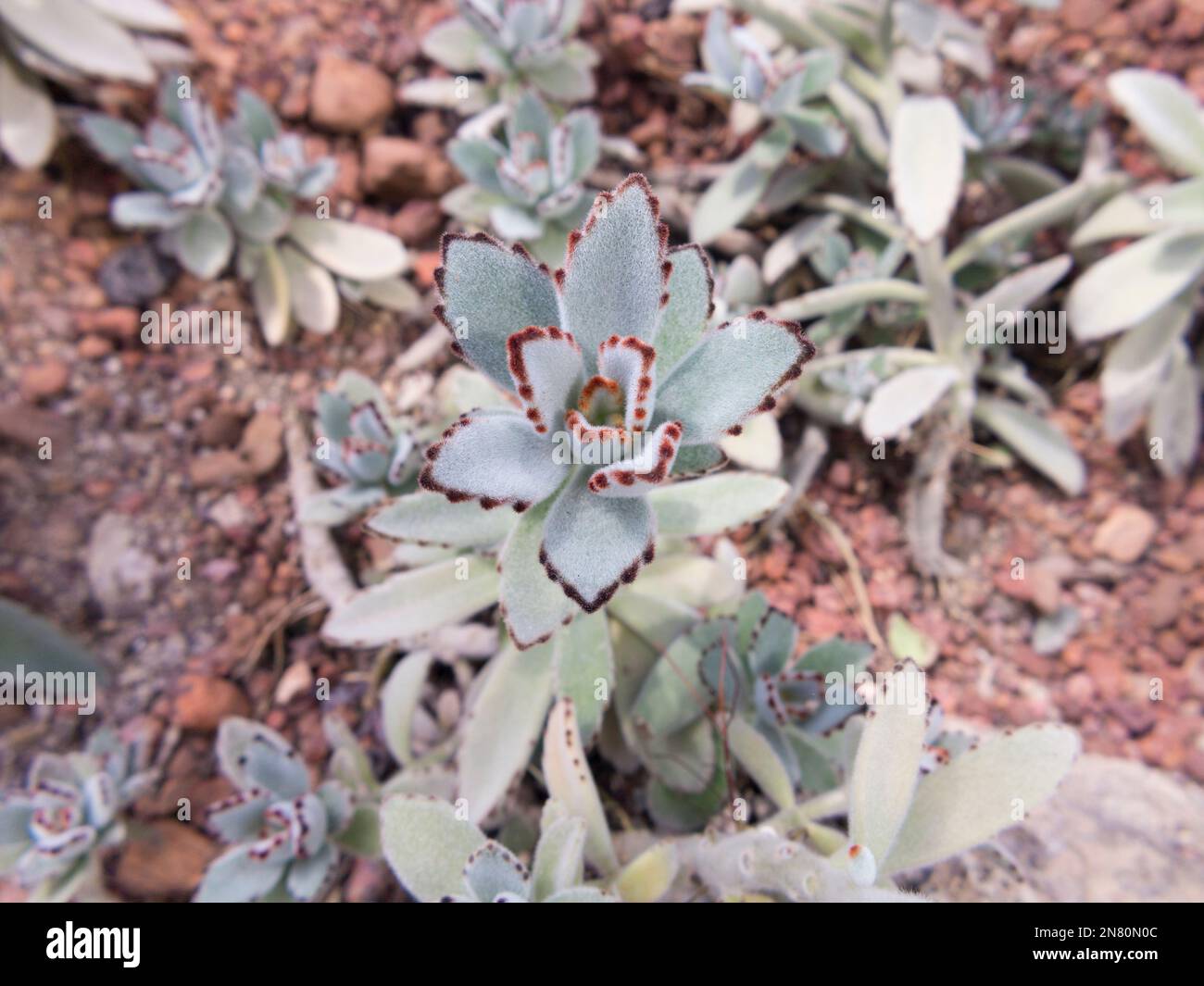 Panda plant, Kalanchoe tomentosa, Crassulaceae Stock Photo - Alamy