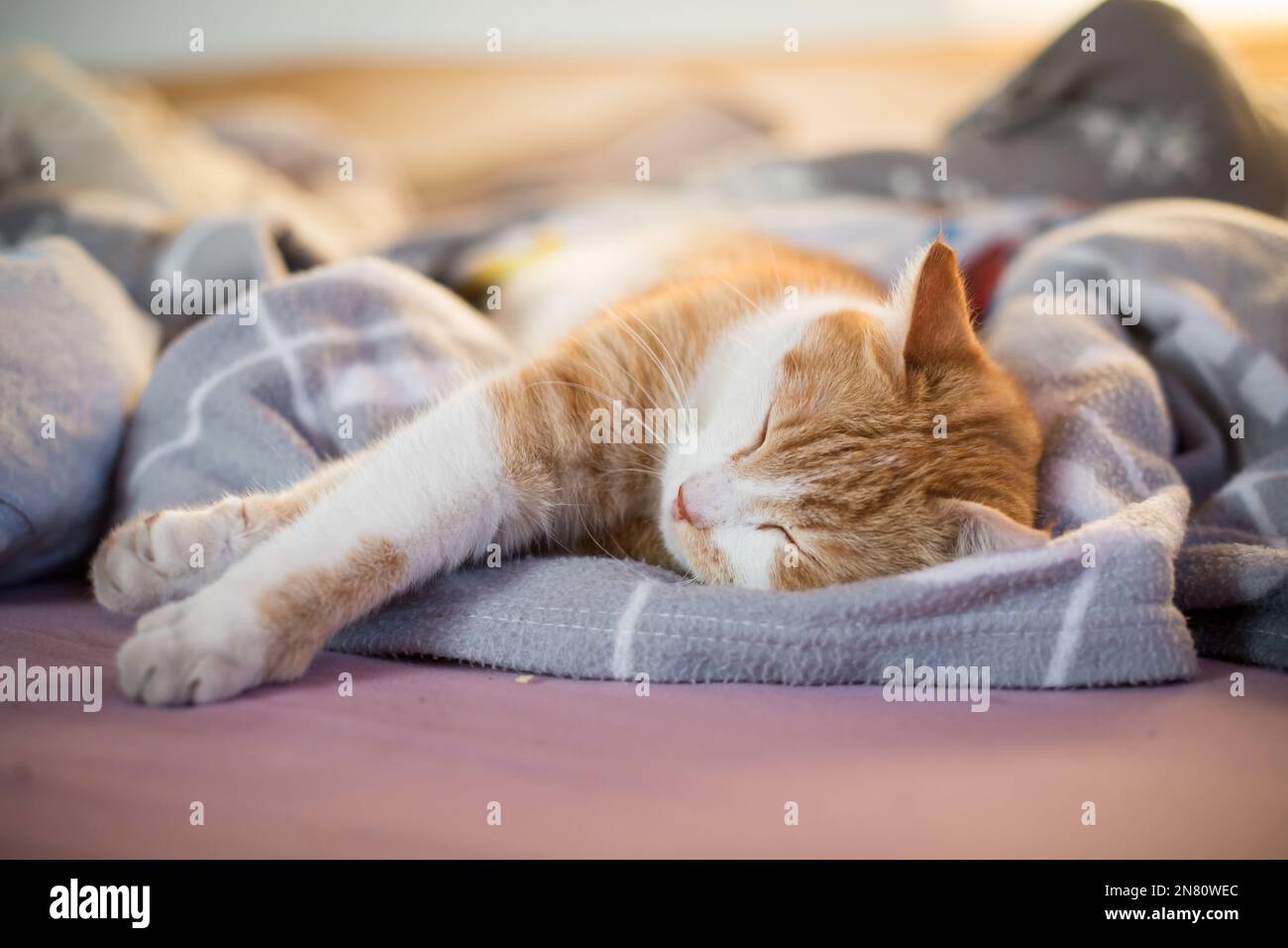Red tabby male house cat sleeping Stock Photo - Alamy