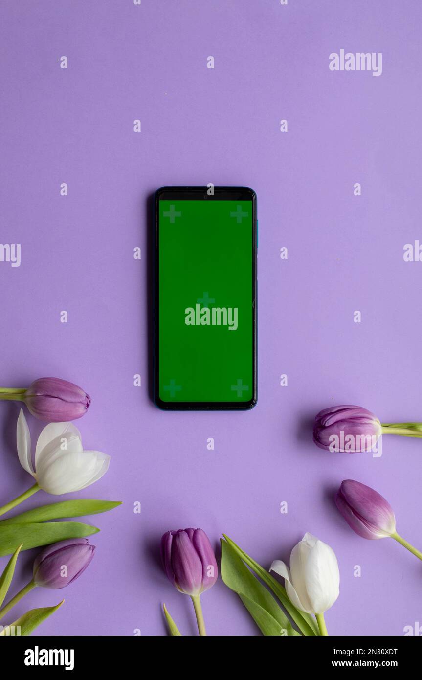 Mobile phone with chroma key and Spring tulip on violet background ...