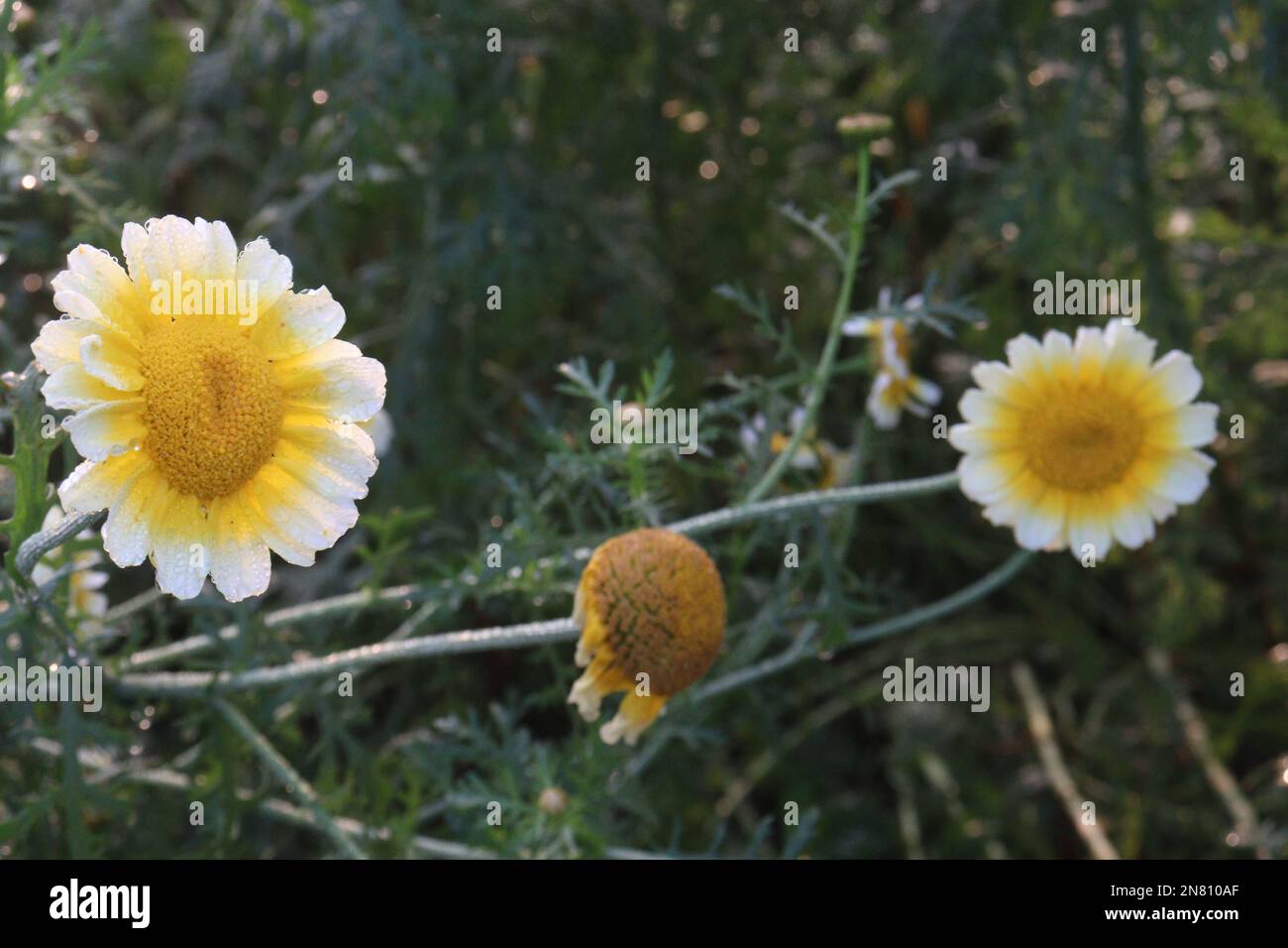 yellow colored crown daisy farm for harvest are cash crops Stock Photo ...