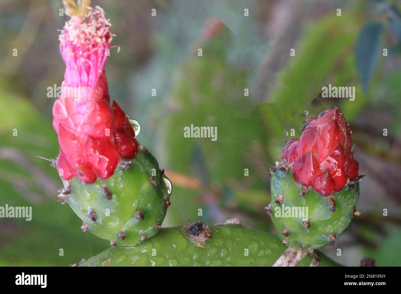 pink colored barbary fig flower on farm for harvest Stock Photo - Alamy