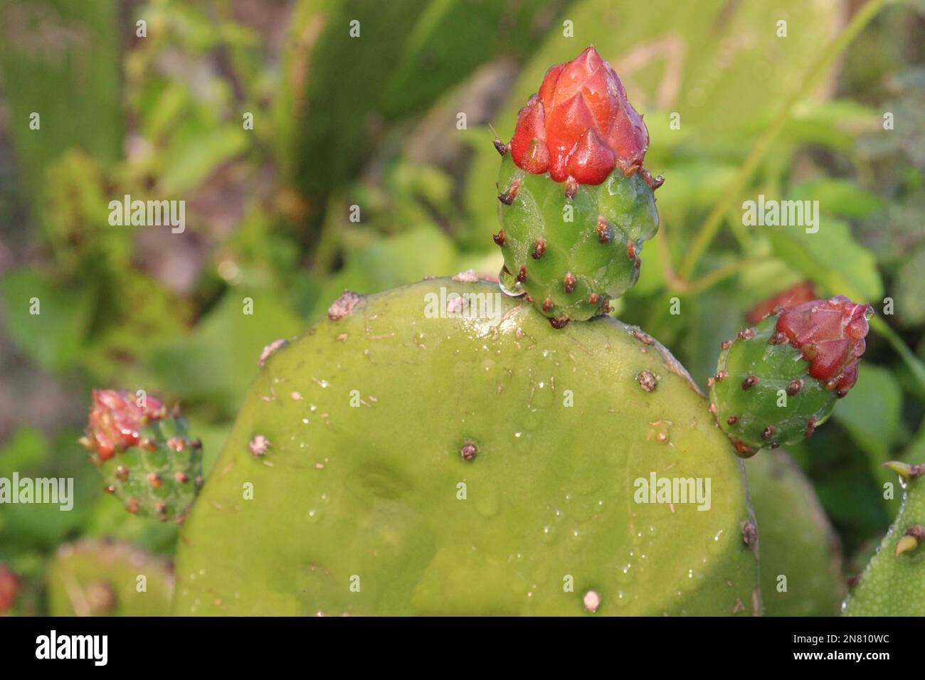 pink colored barbary fig flower on farm for harvest Stock Photo - Alamy