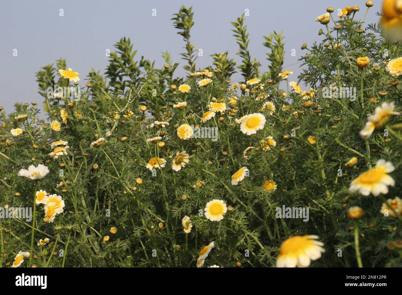 yellow colored crown daisy farm for harvest are cash crops Stock Photo ...