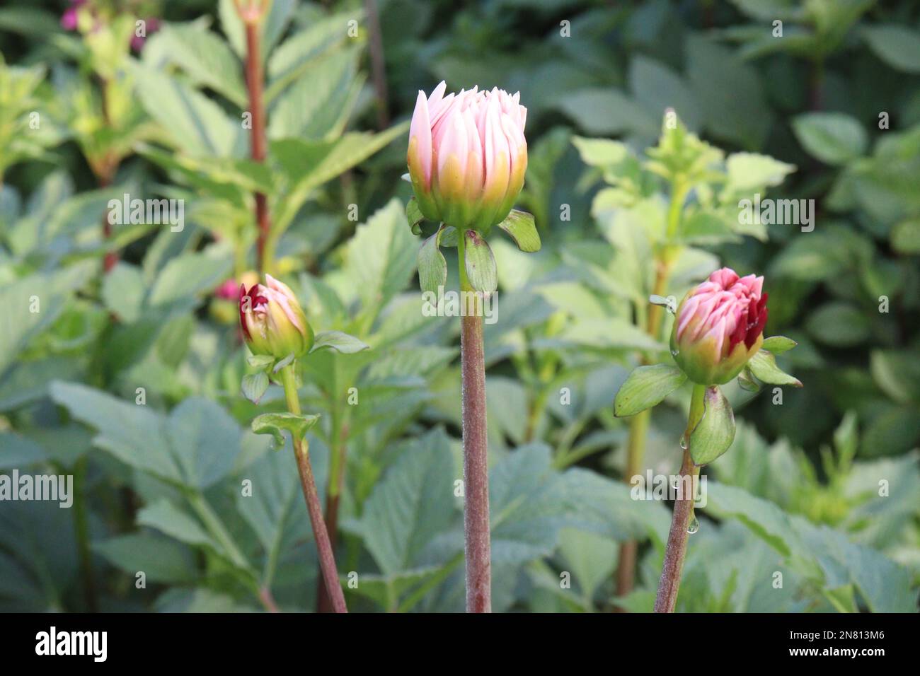 pink colored dahlia flower on farm for harvest are cash crops Stock ...