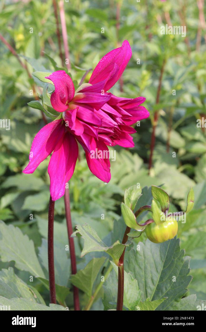 pink colored dahlia flower on farm for harvest are cash crops Stock ...