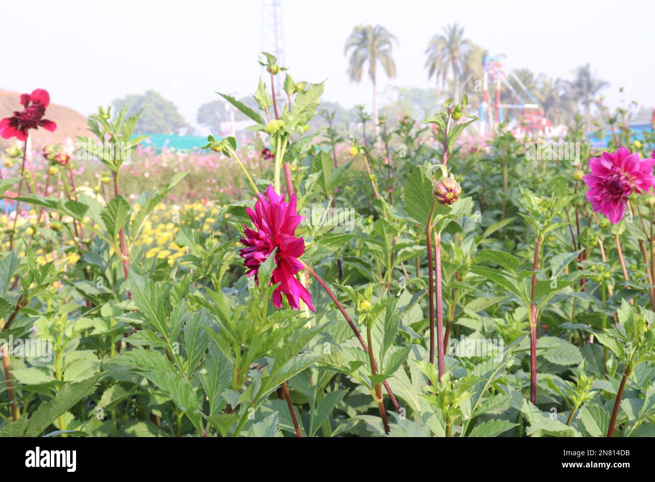 pink colored dahlia flower on farm for harvest are cash crops Stock ...