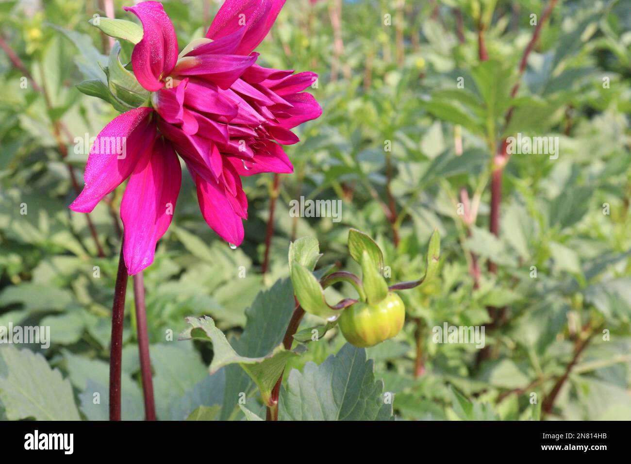pink colored dahlia flower on farm for harvest are cash crops Stock ...