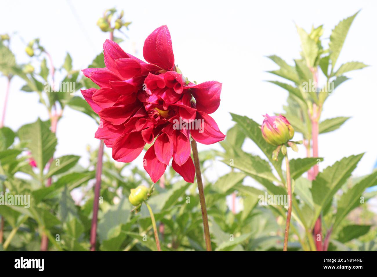red colored dahlia flower on farm for harvest are cash crops Stock ...