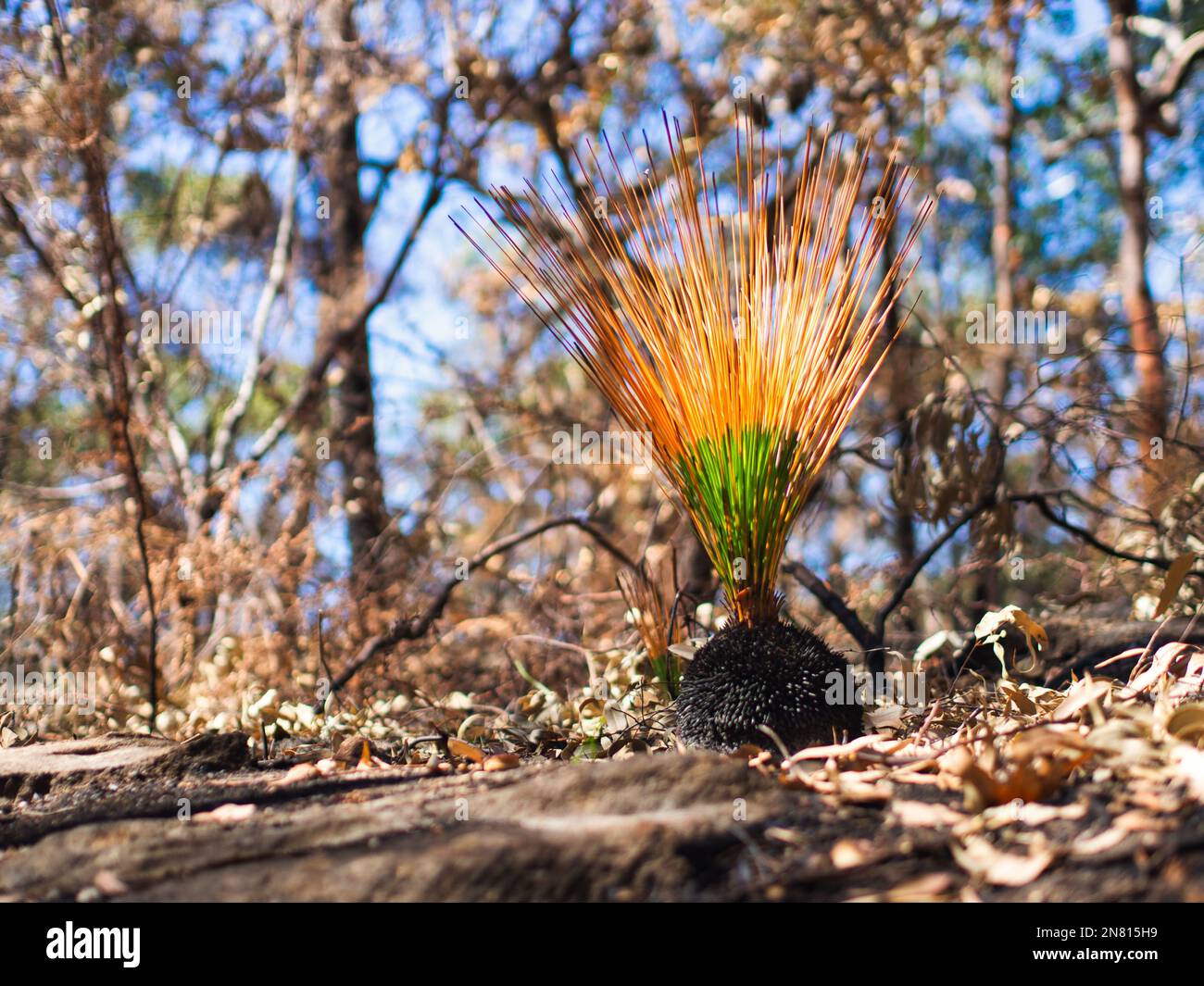 A single rejuvenating grass tree standing alone after a bush fire swept ...