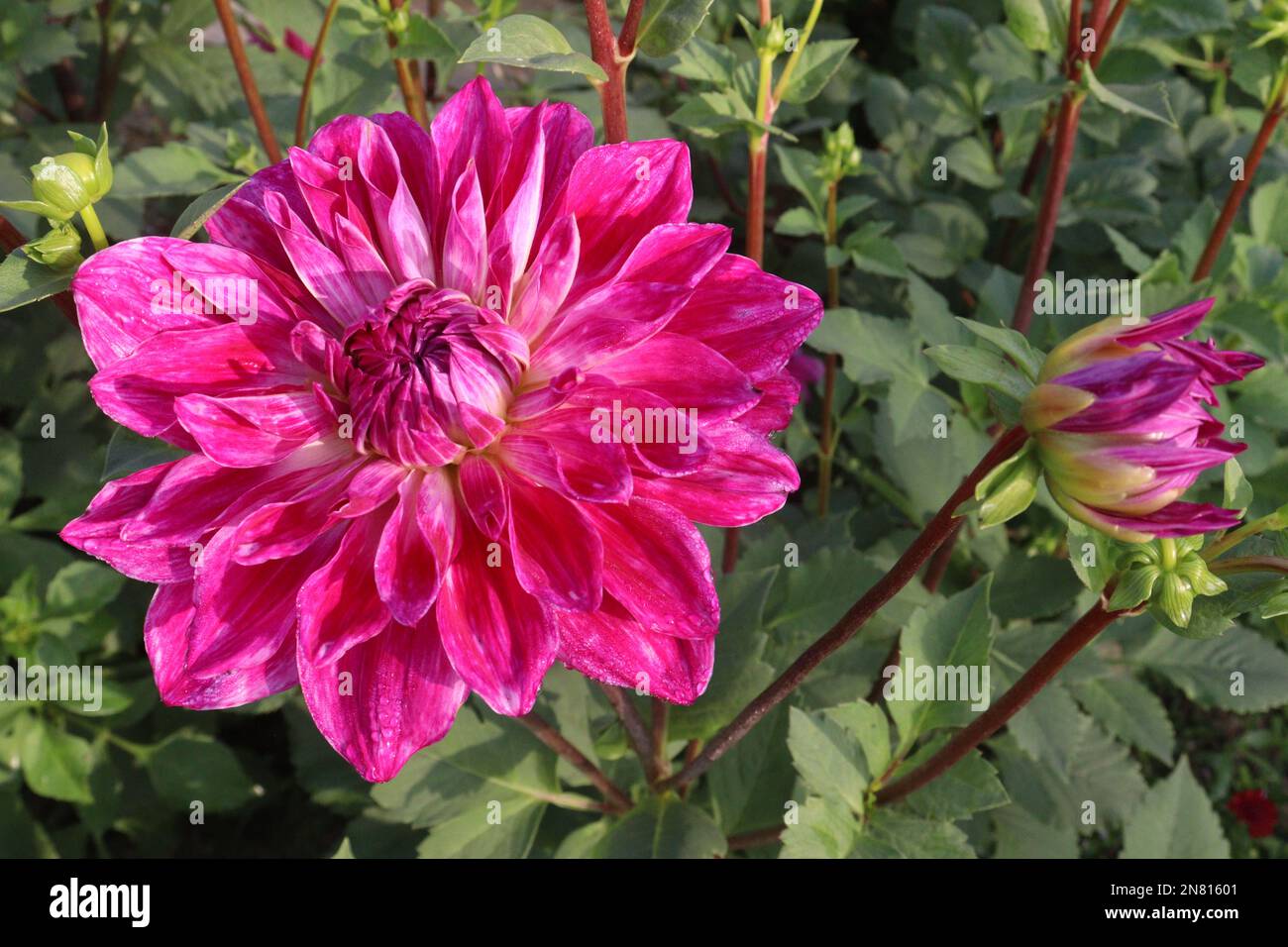 pink colored dahlia flower on farm for harvest are cash crops Stock ...