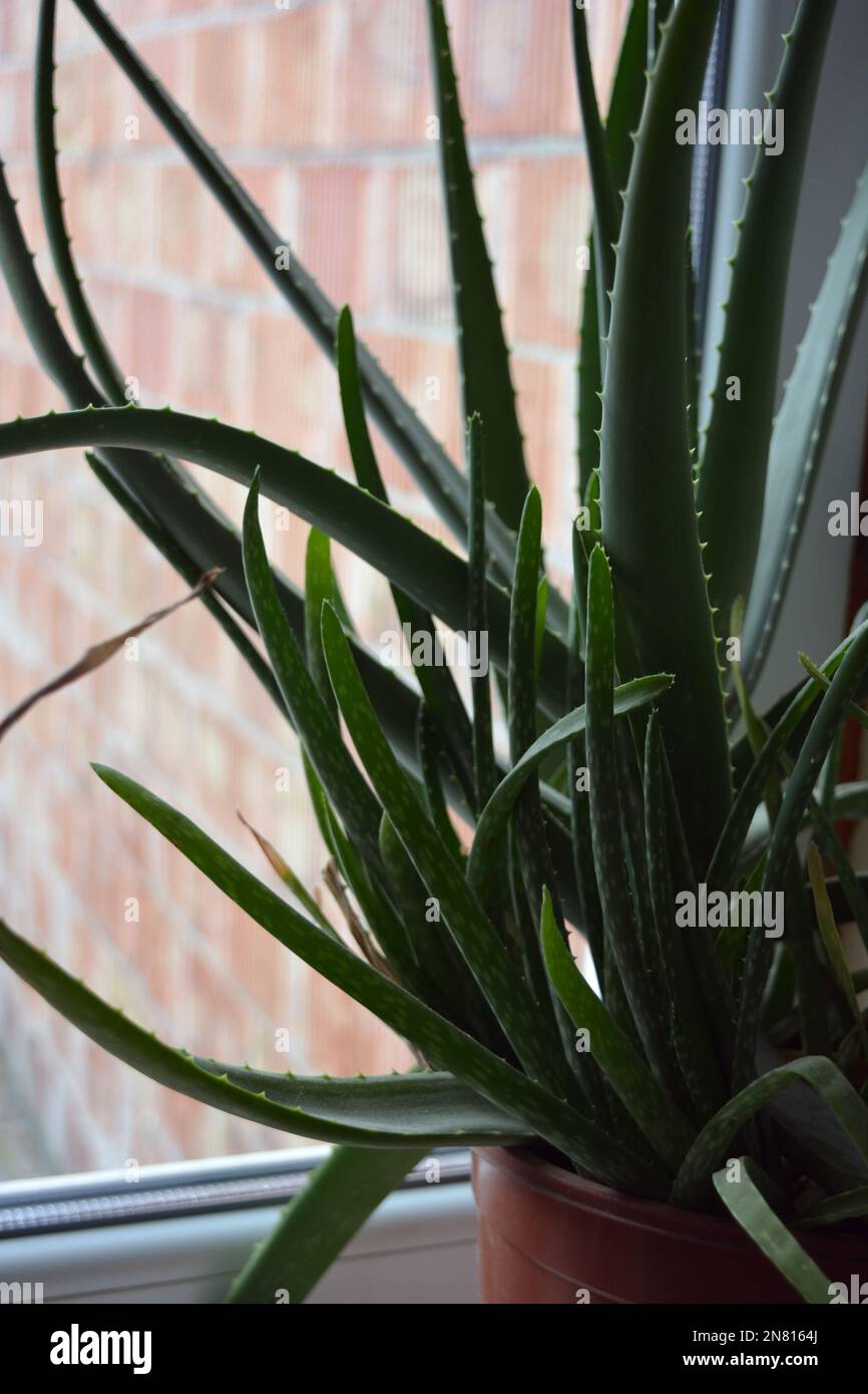 Beautiful and not ordinary home flower, houseplant Aloe tree, Aloe ...