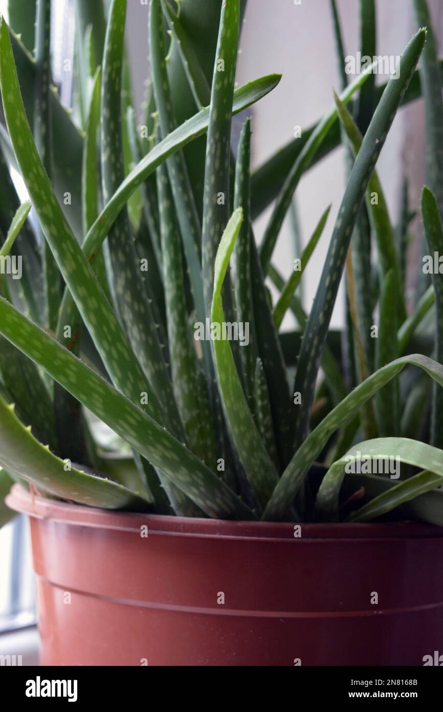 Beautiful and not ordinary home flower, houseplant Aloe tree, Aloe ...