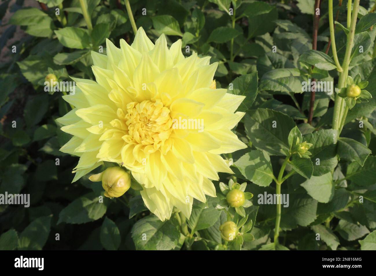 yellow colored dahlia flower on farm for harvest are cash crops Stock ...