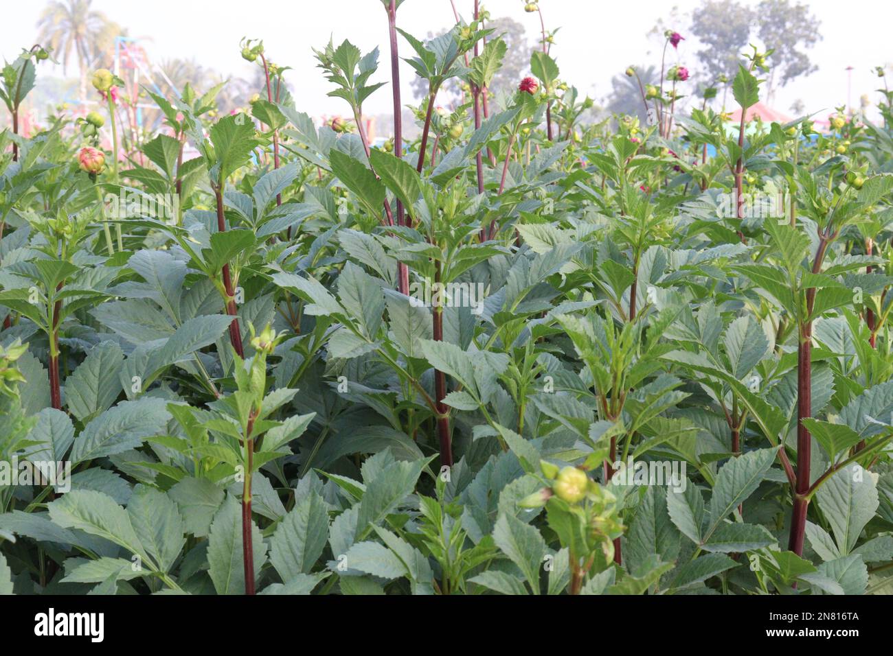yellow colored dahlia flower on farm for harvest are cash crops Stock ...