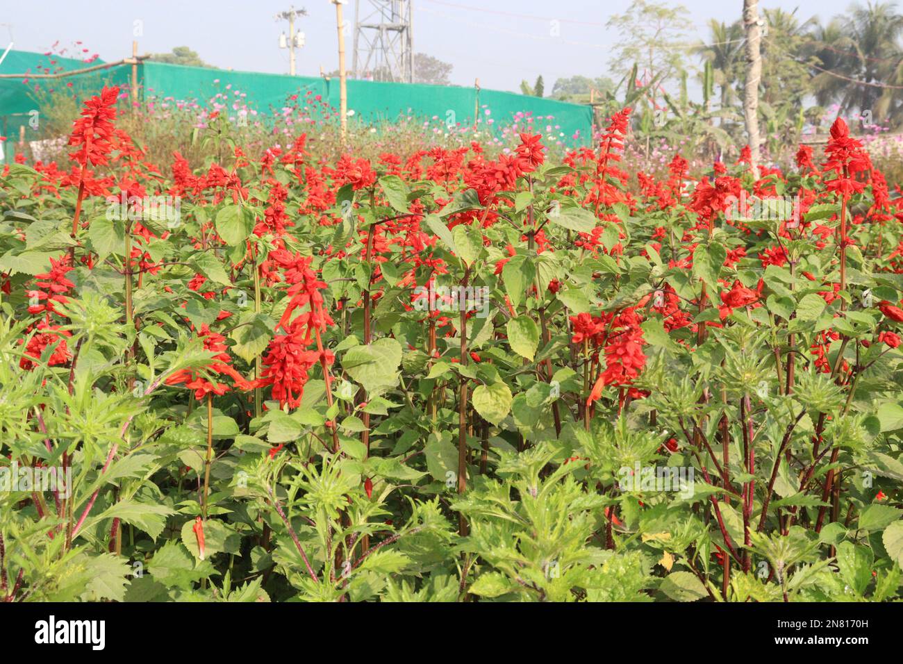 red colored scarlet sage flower on farm for harvest are cash crops ...