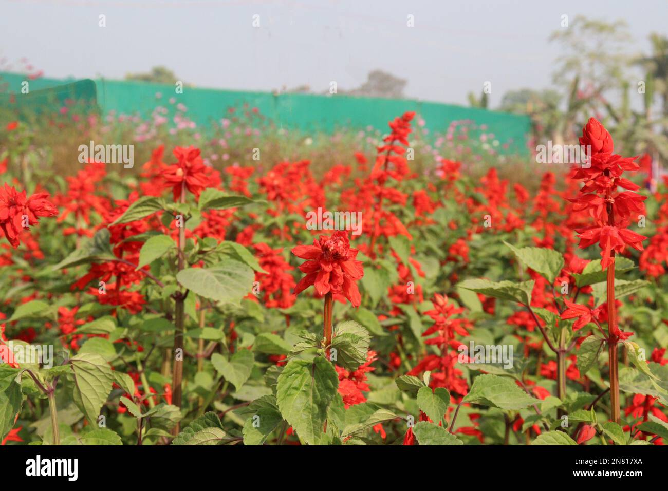 red colored scarlet sage flower on farm for harvest are cash crops ...