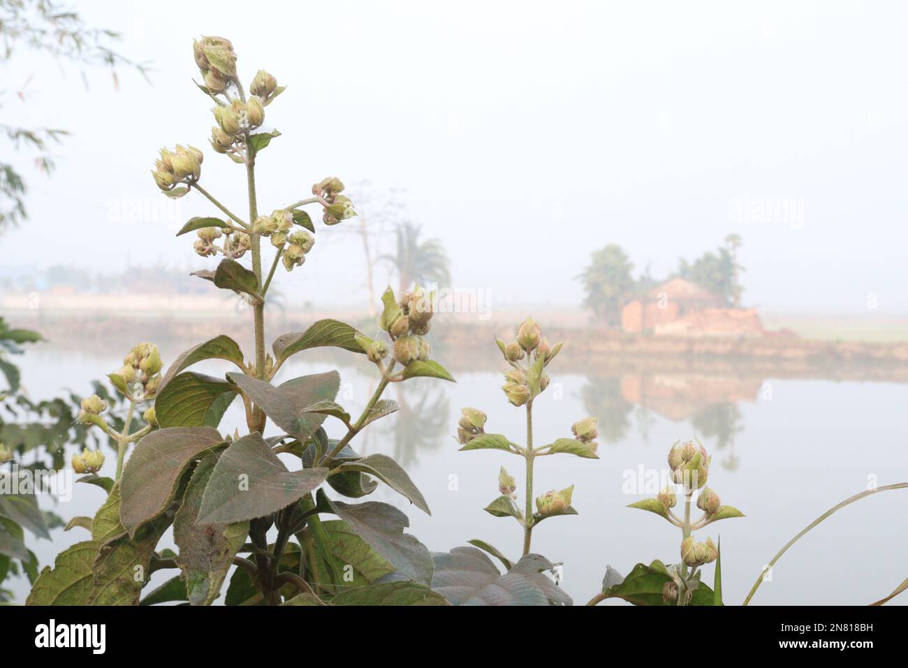 Montanoa tomentosa flower with tree and nature on jungle used for ...