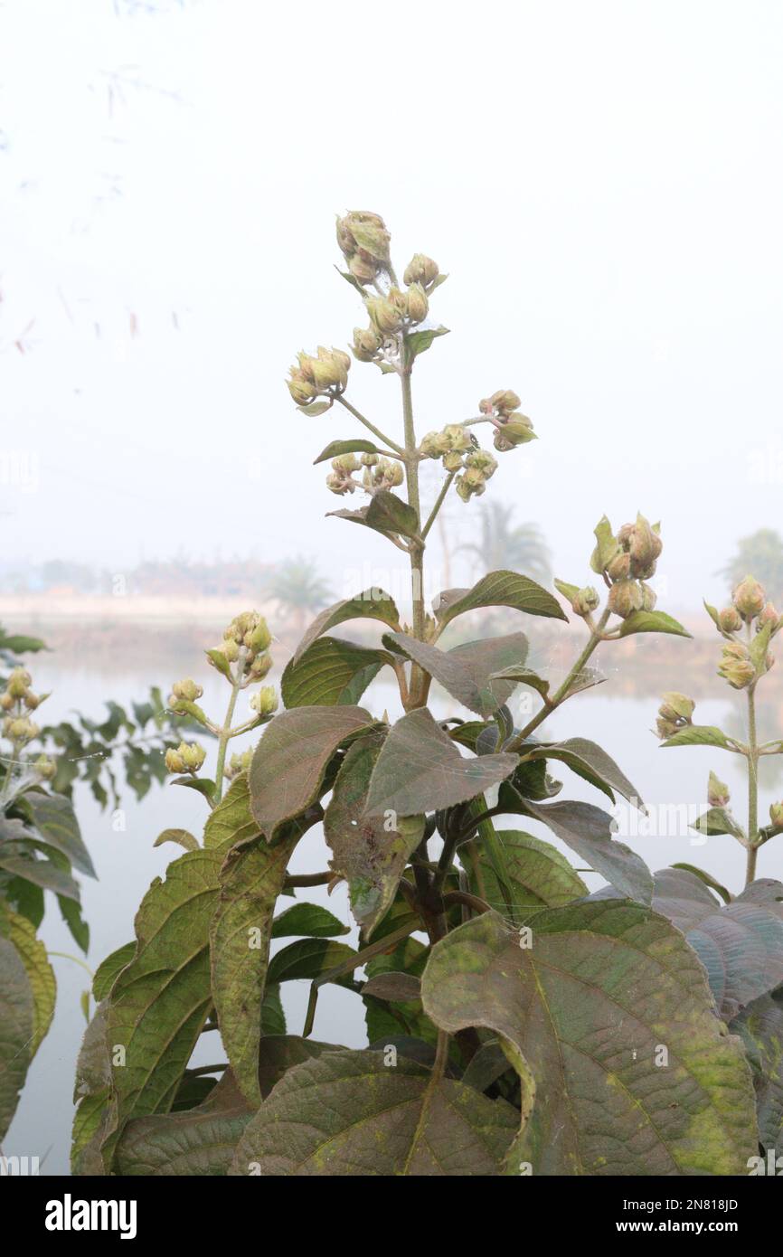 Montanoa tomentosa flower with tree and nature on jungle used for ...