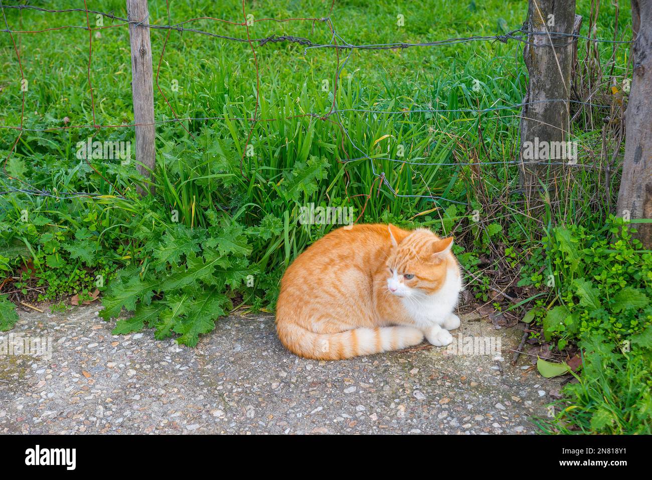 Animal asustado hi-res stock photography and images - Alamy