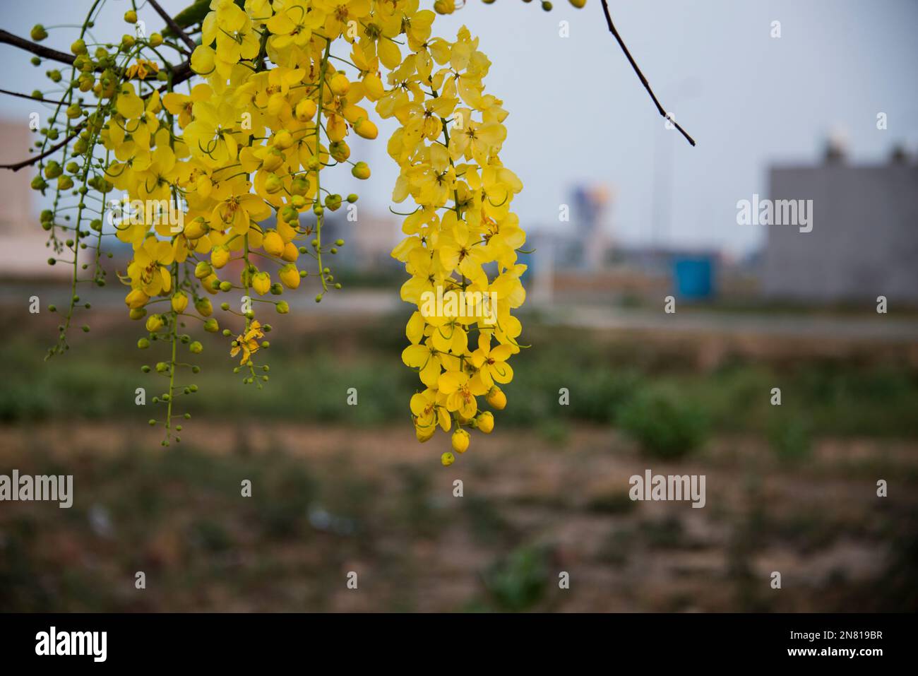 Golden shower of amaltass flowers hanging on trees Stock Photo - Alamy
