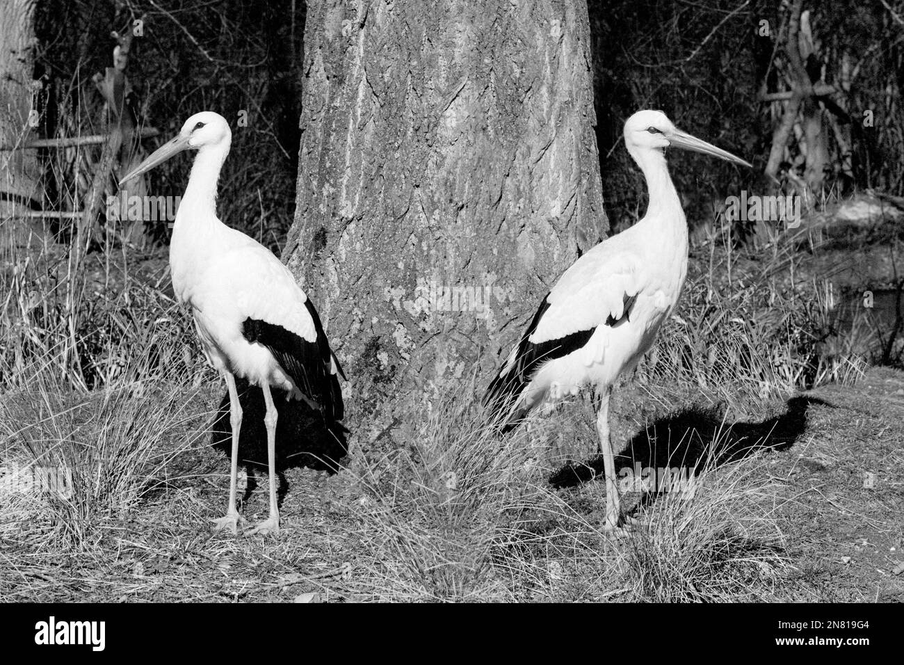 Pair of white storks looking in opposite directions Stock Photo - Alamy