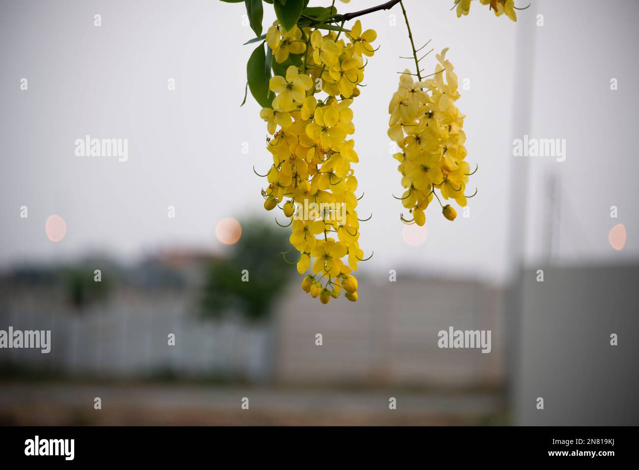 Golden shower of amaltass flowers hanging on trees Stock Photo - Alamy