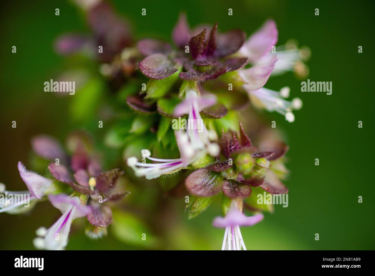 Purple and white flower of Sweet Basil Stock Photo - Alamy
