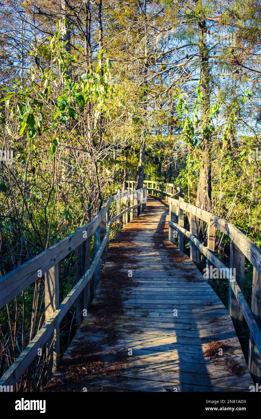 A narrow wooden walkway leading int a beautiful forest with trall trees ...
